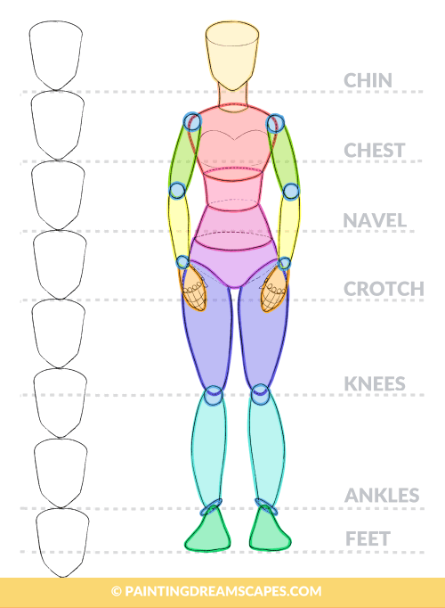 How To Draw A Body Anime The Body Torso Hips Chest And Back 
